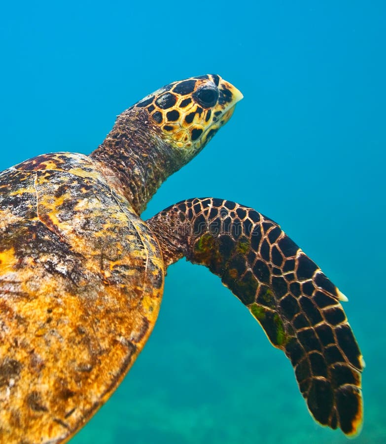 Sea turtle stock photo. Image of dream, aquatic, exploration - 4606162