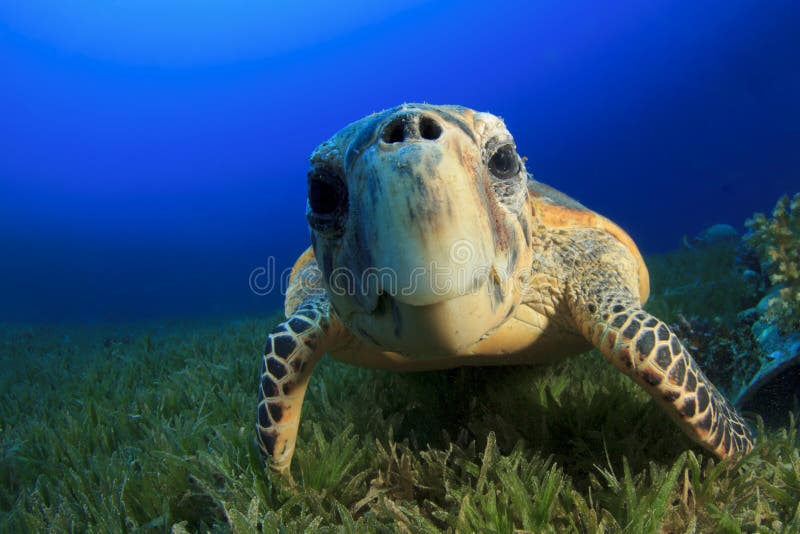 Sea Turtle stock image. Image of shout, egypt, marine - 21173945