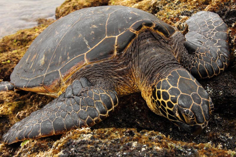 Sea Turtle stock image. Image of marine, turtle, head - 26318301