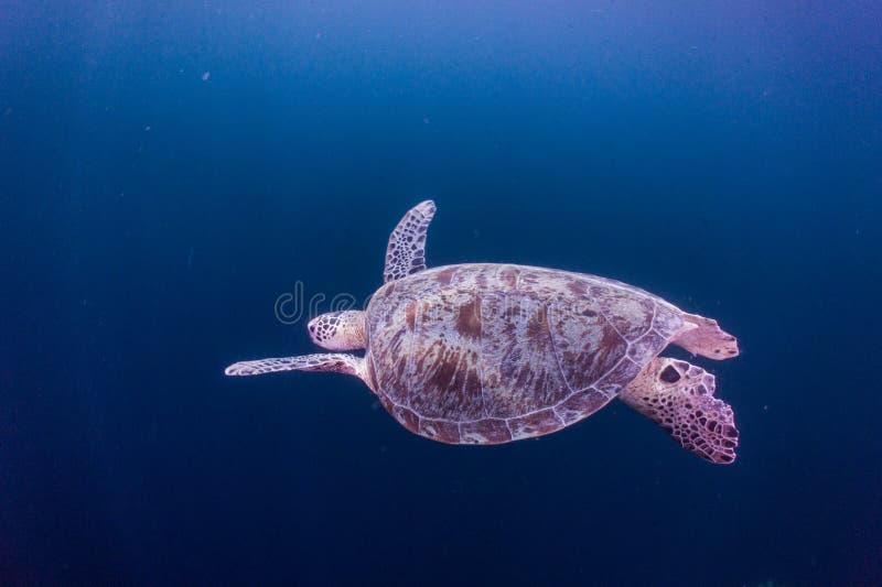 Sea turtle stock photo. Image of environment, deep, diver - 28065078
