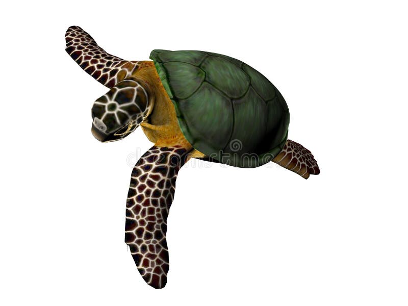 Hand-drawn Pet Trachemys Scripta Elegans Turtle Stock Illustration ...