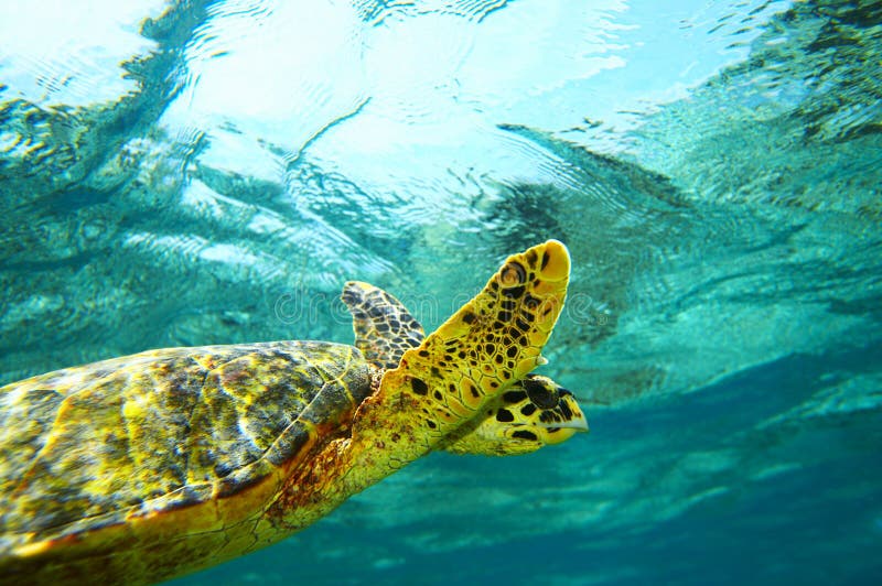 Sea turtle stock image. Image of caribbean, saltwater - 7209581