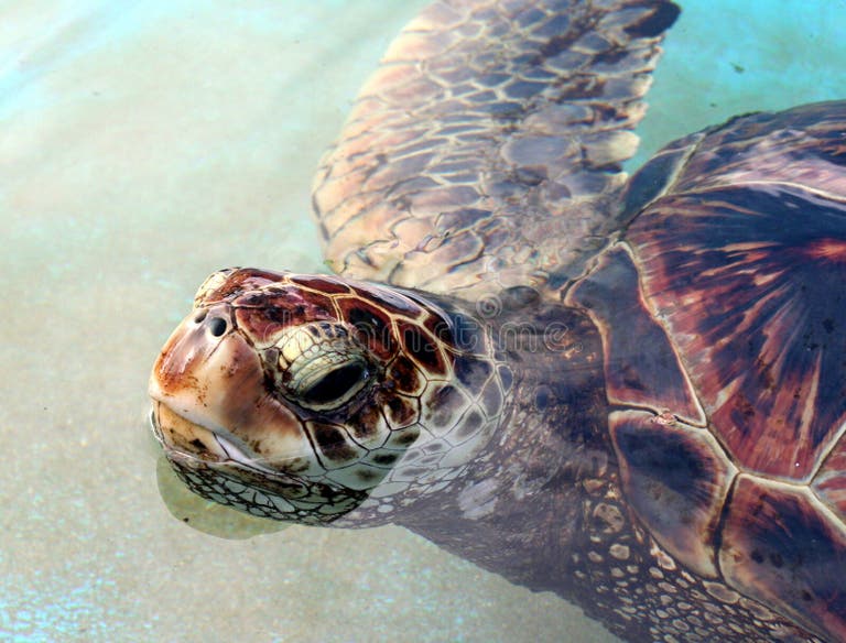457 Green Sea Turtle Flippers Stock Photos - Free & Royalty-Free Stock ...