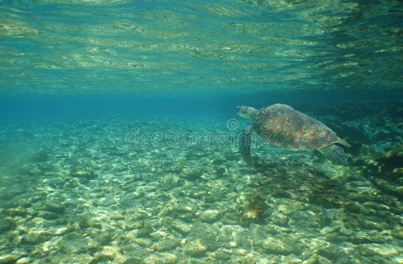 Sea Turtle Approaching the Sandy Bottom of the Ocean Stock Image ...