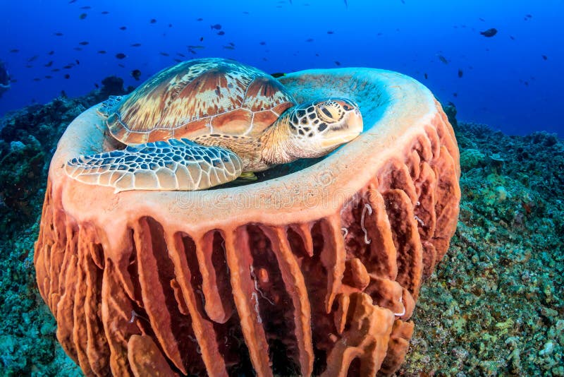 Sea Turtle in a Barrel Sponge Stock Photo - Image of chelonia ...