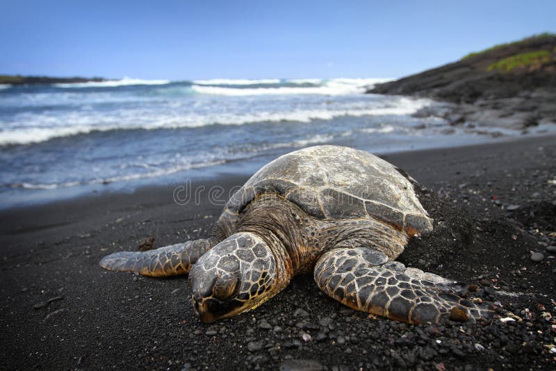 Sea Turtle on Beach stock photo. Image of endangered - 17297712