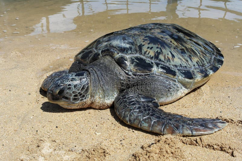 Sea turtle on the beach stock photo. Image of relaxing - 66685380