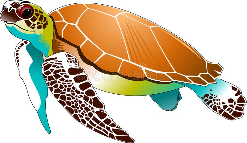 Sea Turtle Hawksbill stock vector. Illustration of white - 9959188