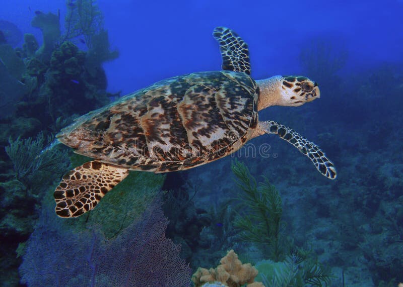 1,477 Turtle Side View Stock Photos - Free & Royalty-Free Stock Photos ...