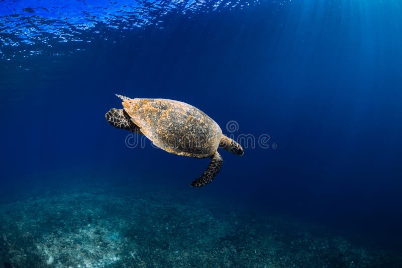 Sea Turtle in Blue Ocean. Green Sea Turtle at Depth Stock Photo - Image ...