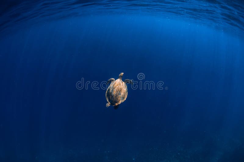 Sea Turtle in Blue Ocean. Green Sea Turtle Stock Image - Image of depth ...