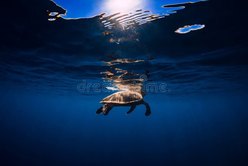 Sea turtle in blue ocean stock photo. Image of animals - 153340970