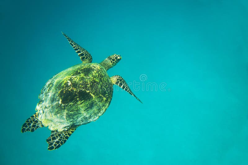 Sea Turtle in the Blue Ocean Stock Photo - Image of beautiful, ocean ...