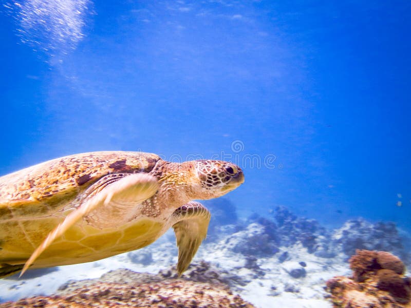Sea turtle in the blue stock photo. Image of coral, tortle - 99427550