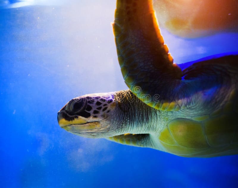 Sea Turtle in Blue Water Over Coral Reef, Philippines, Apo Island ...