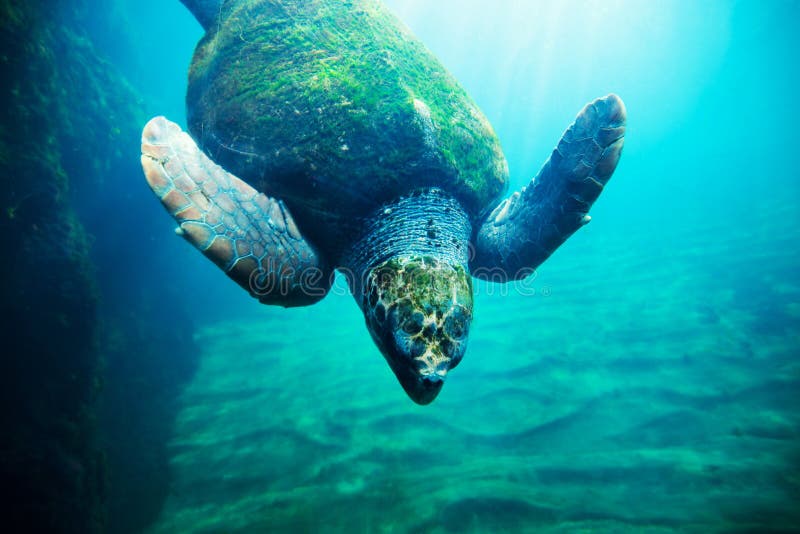 Sea Turtle in Blue Water Over Coral Reef Stock Image - Image of outdoor ...