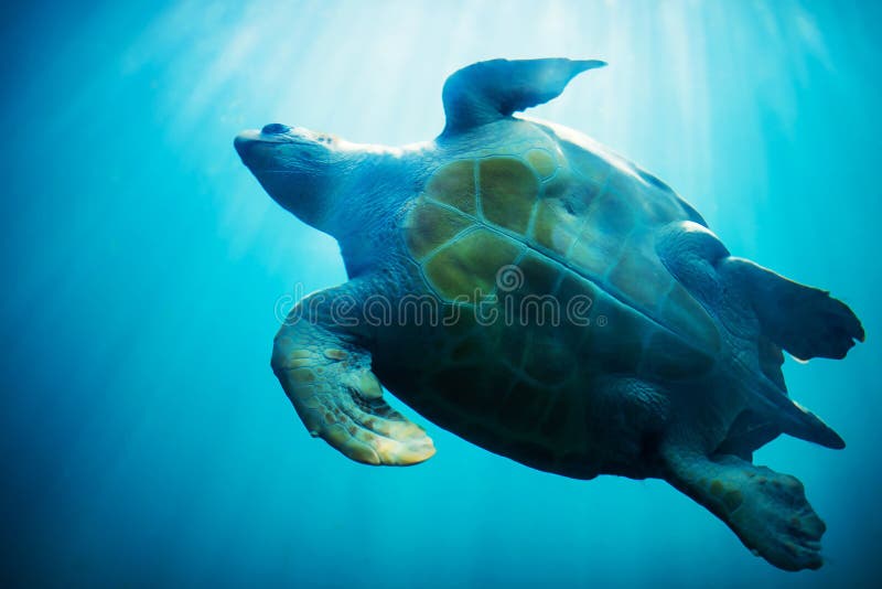 Sea Turtle in Blue Water Over Coral Reef, Philippines, Apo Island ...