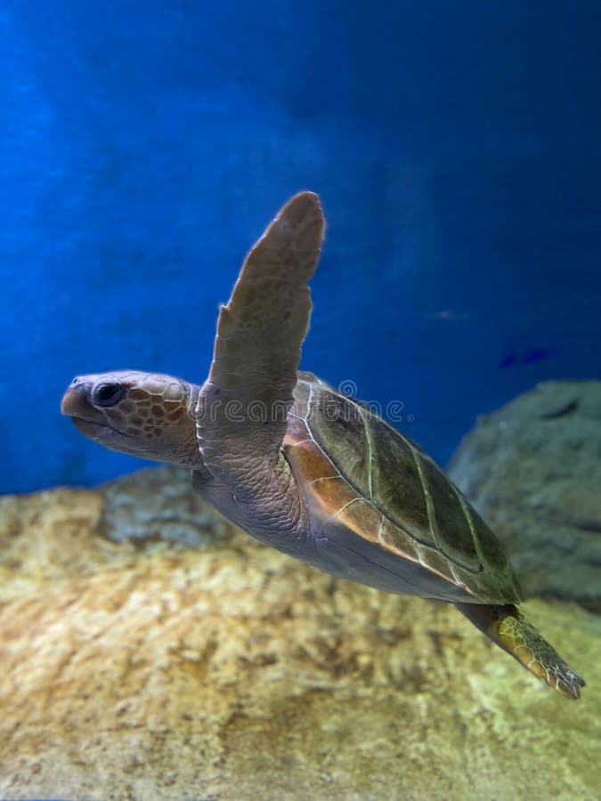 Sea Turtle at the Bottom of the Sea Stock Photo - Image of paradise ...