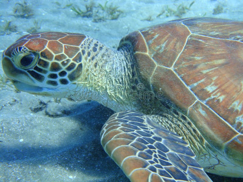 Sea turtle on the bottom stock image. Image of deep - 112335277