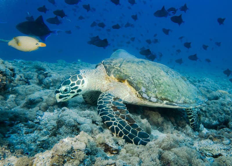 Sea Turtle at the Bottom of the Indian Ocean Stock Photo - Image of ...