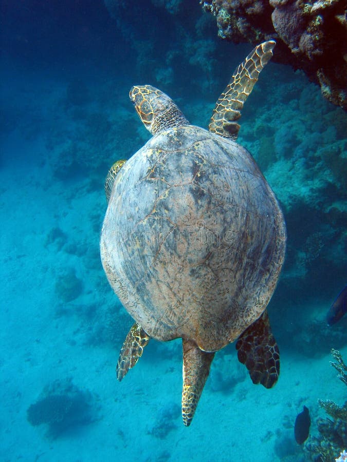 Sea Turtle (Caretta Caretta) Stock Image - Image of loggerhead ...