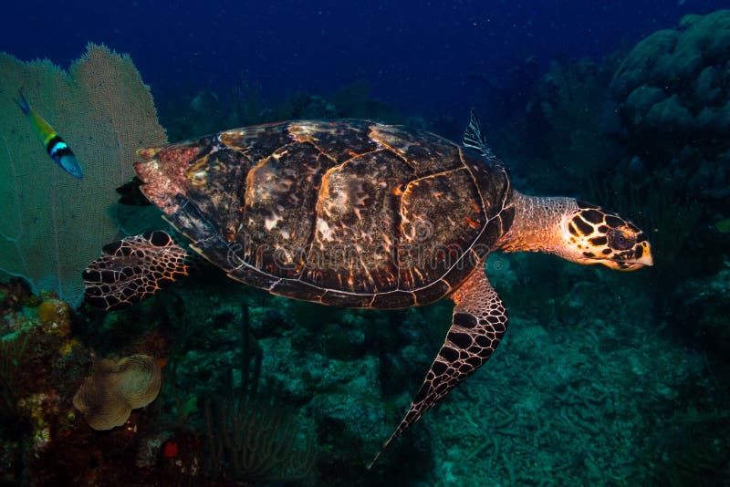 Sea turtle stock image. Image of ocean, belize, fish - 31685171
