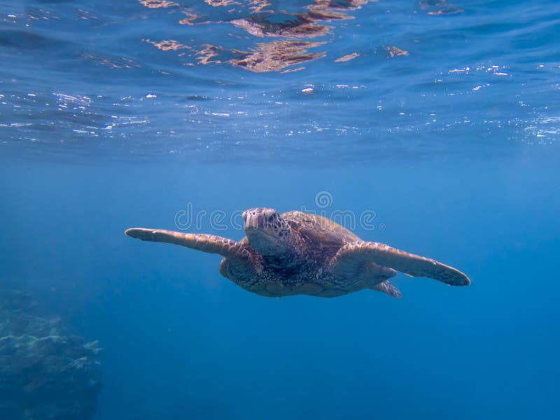 Sea Turtle in Clear Blue Ocean Underwater Stock Photo - Image of ...