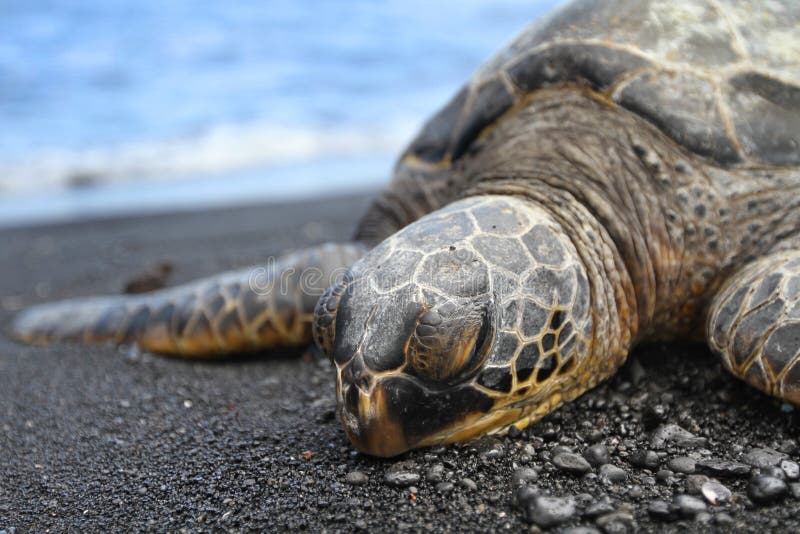 Sea Turtle Close Up stock image. Image of horizon, adult - 17297717