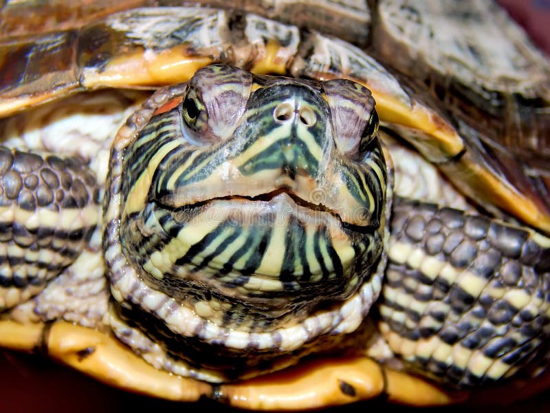Sea turtle close-up stock image. Image of dive, caribbean - 91626269