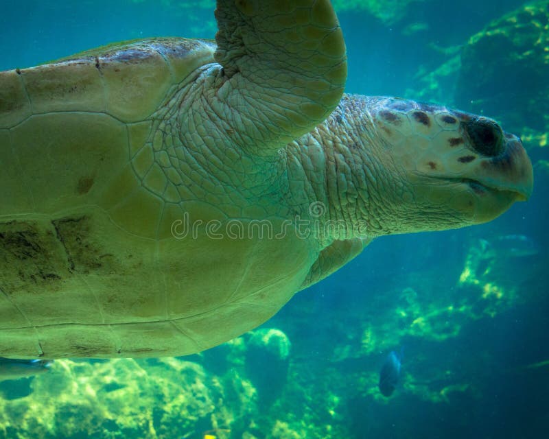 Sea Turtle Close up stock photo. Image of clear, close - 56782854