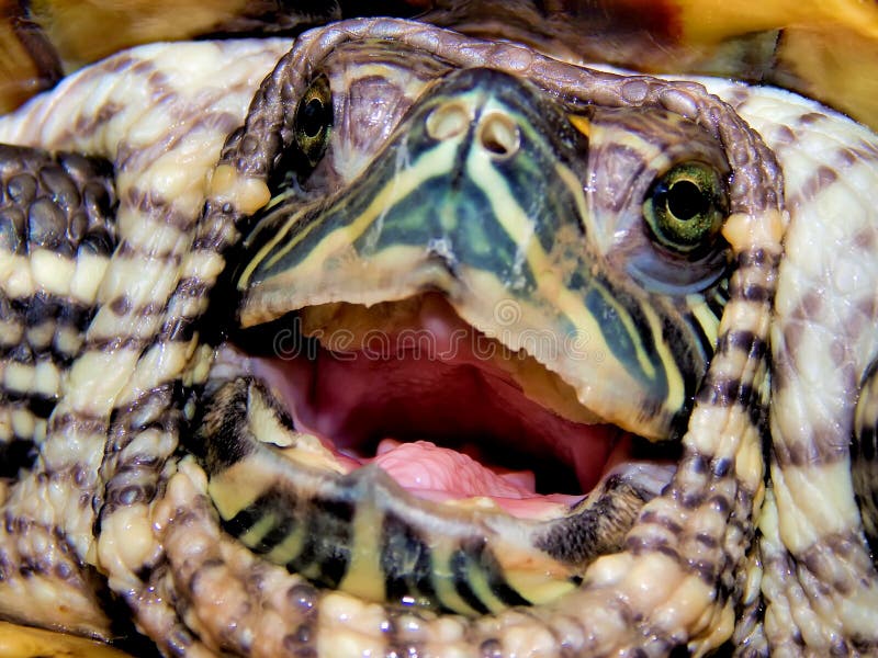 Sea turtle close-up stock photo. Image of reptile, animal - 91626302