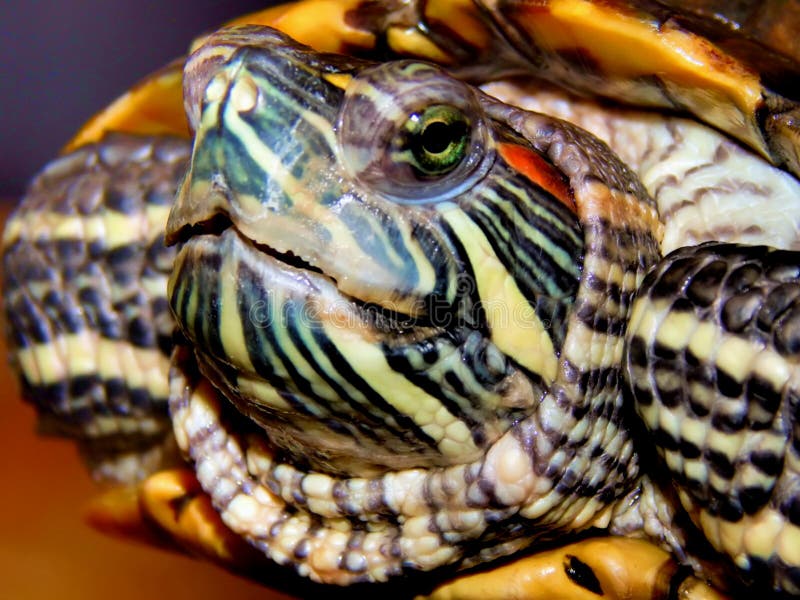 Sea turtle close-up stock image. Image of sand, fish - 91626323