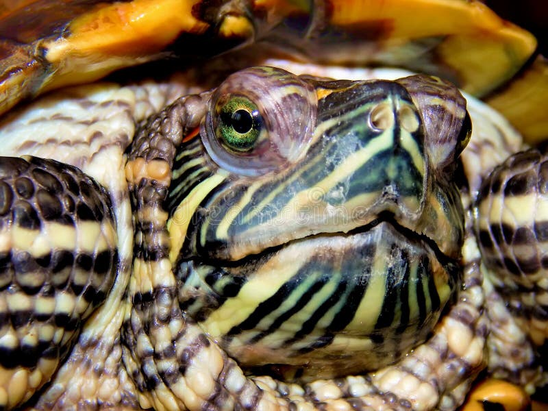 Sea turtle close-up stock photo. Image of tortoise, beauty - 91626382