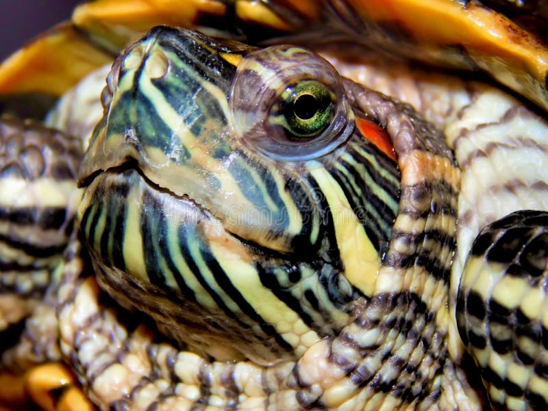 Sea turtle close-up stock photo. Image of natural, hawaii - 91626348