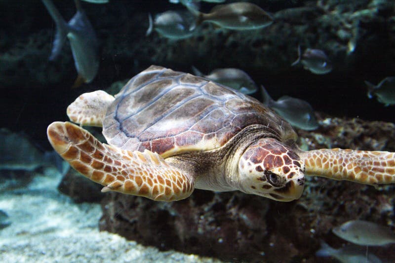 1,076 Green Sea Turtle Eye Stock Photos - Free & Royalty-Free Stock ...