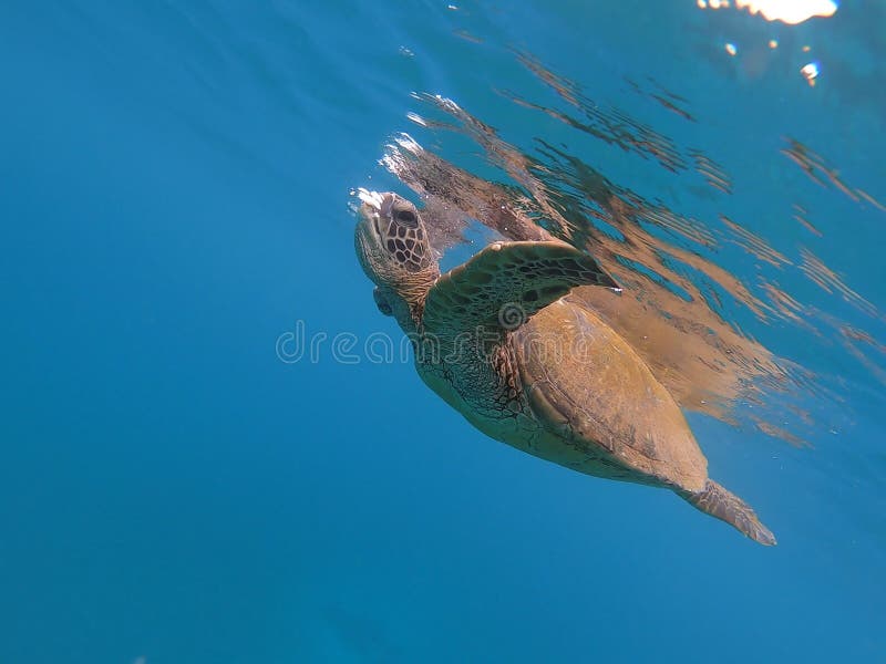 Sea Turtle stock image. Image of turtle, water, coming - 131691381