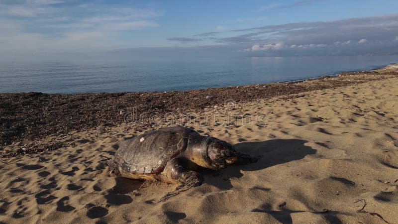 Sea Turtle Dead on the Beach Hit by a Boat Stock Footage - Video of ...