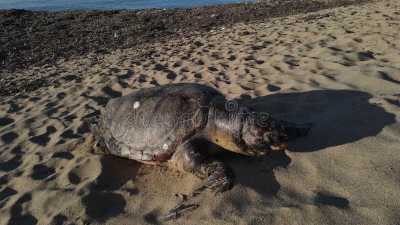 Sea Turtle Dead on the Beach Hit by a Boat Stock Footage - Video of ...