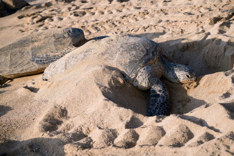 Sea Turtle Digging Nest in the Sand Stock Image - Image of park ...