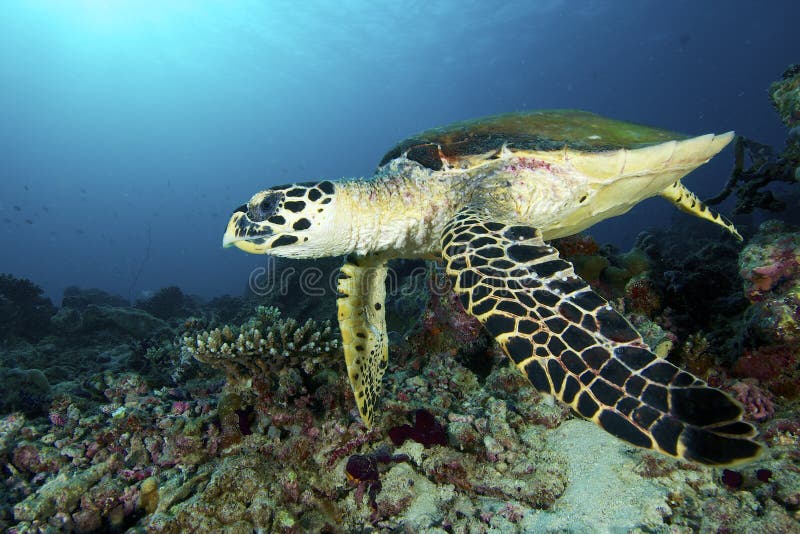 Reef Turtle Underwater Sipadan Borneo Stock Image - Image of asia, life ...