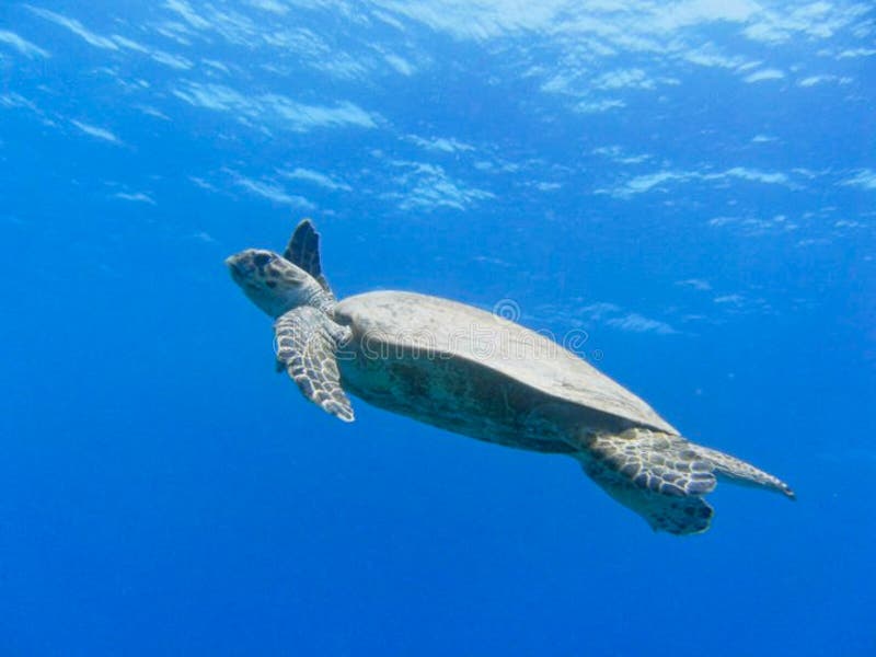 A sea turtle is diving stock image. Image of trawangan - 153807399