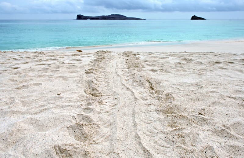 Sea Turtle Drag Marks, Galapagos Islands Stock Photo - Image of ...