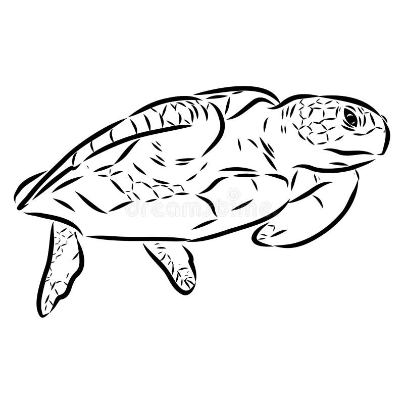 Sea Turtle Drawing Stock Illustrations – 16,262 Sea Turtle Drawing ...