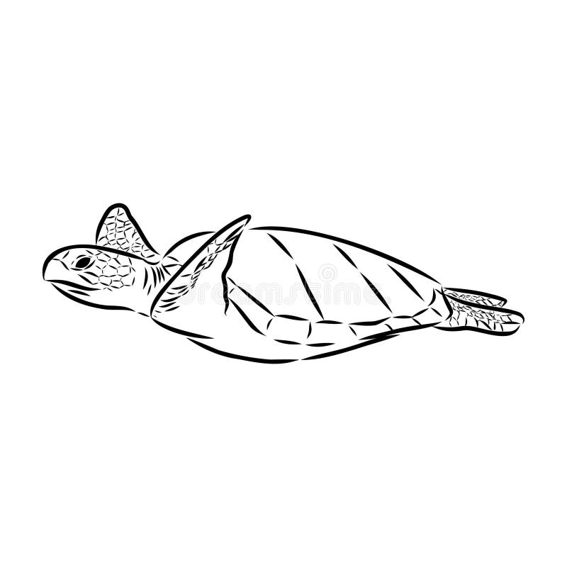 Turtle Drawing Black White Stock Illustrations – 5,421 Turtle Drawing ...