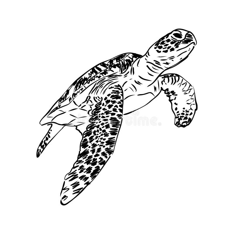 Sea Turtle Drawing Black Lines on a White Background. Stock ...