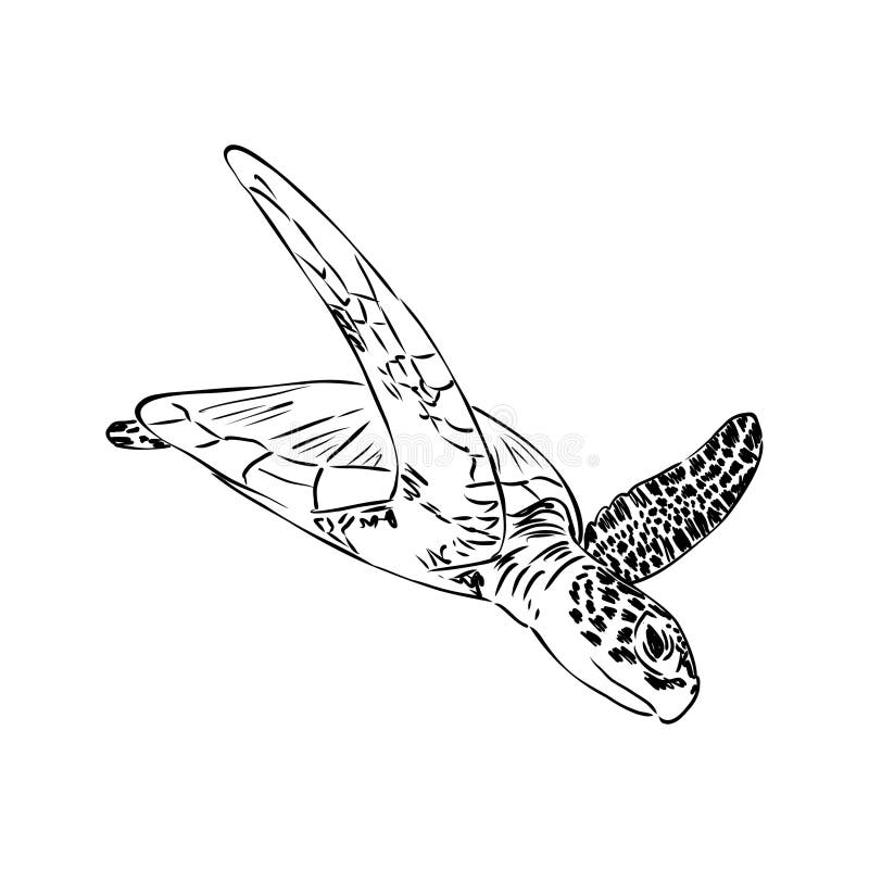 Sea Turtle Drawing Black Lines on a White Background. Stock Vector ...