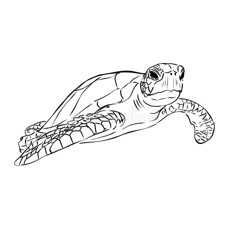 Turtle Drawing Black White Stock Illustrations – 6,100 Turtle Drawing ...