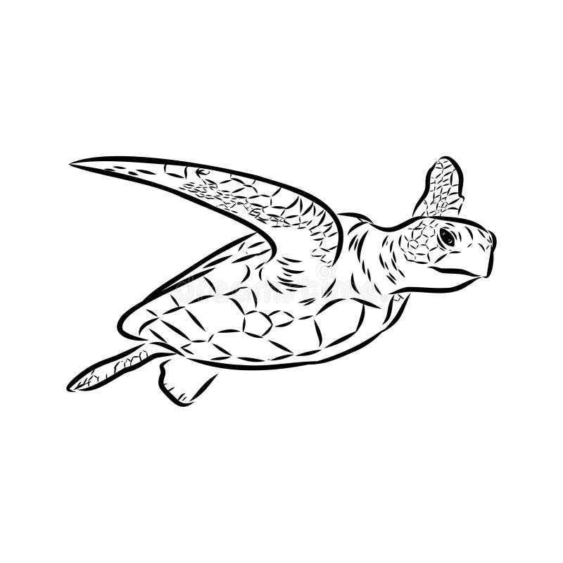 Sea Turtle Black White Stock Illustrations – 6,950 Sea Turtle Black ...