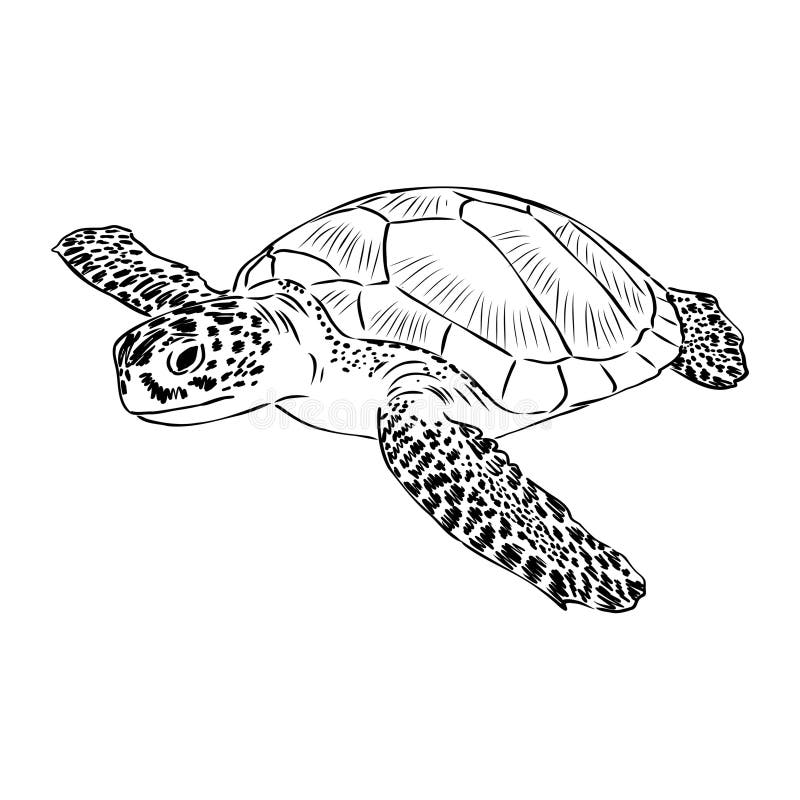 Sea Turtle Black White Stock Illustrations – 6,884 Sea Turtle Black ...