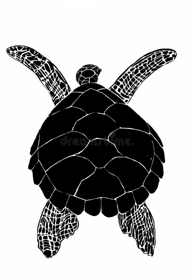 Turtle Shell Drawing Top Stock Illustrations – 250 Turtle Shell Drawing ...